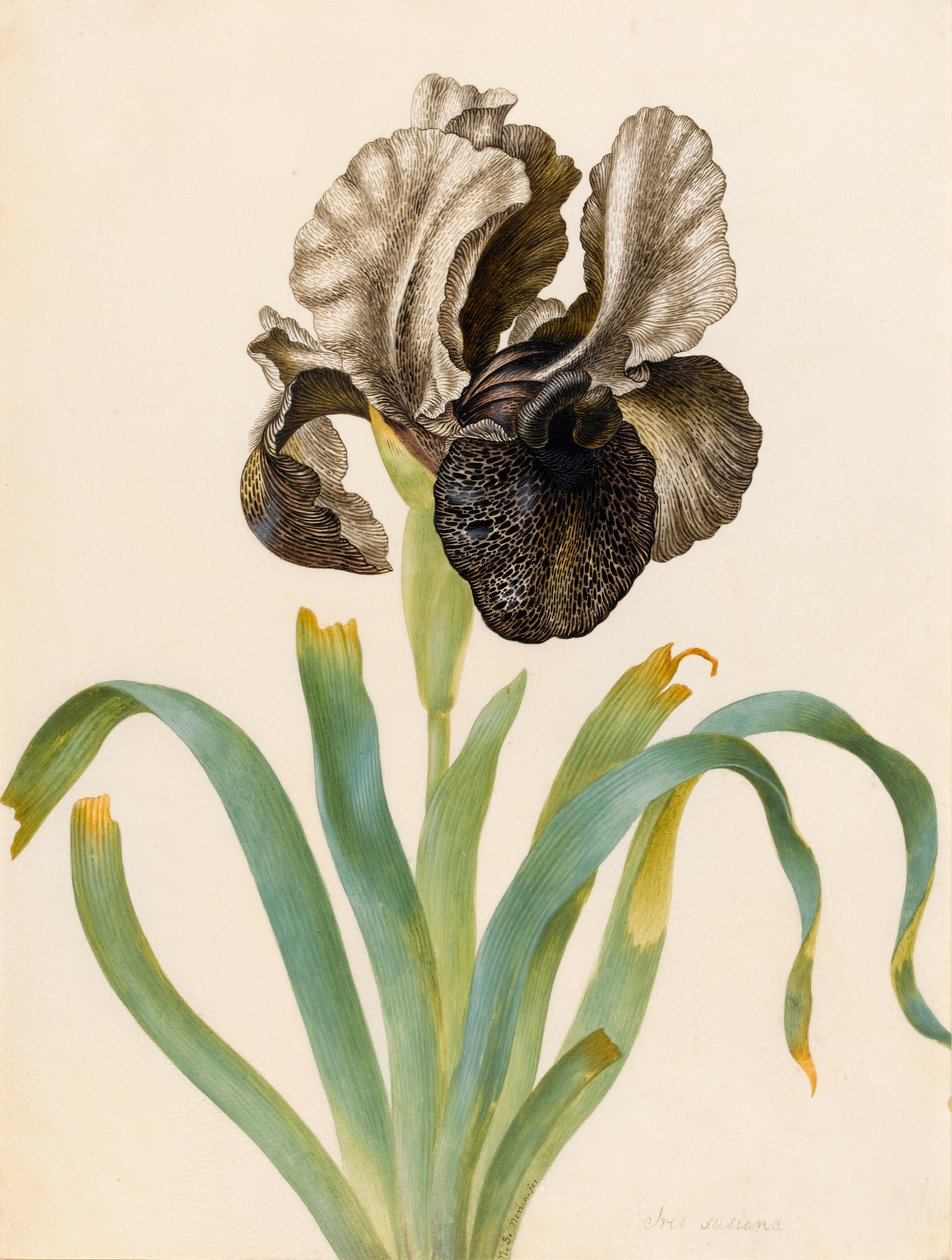 Iris Susiana by Maria Sibylla Merian: Buy fine art print
